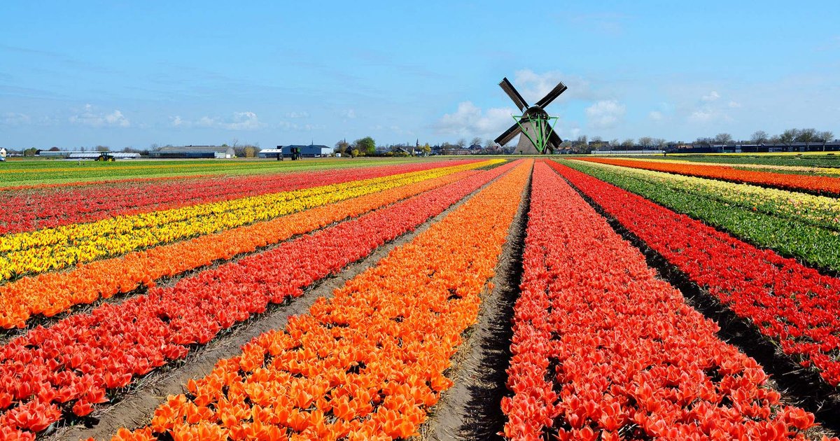 Boat and bike tour Holland tulip | Discover th Netherlands!